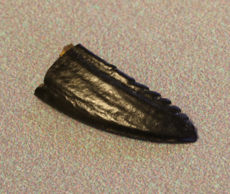 Odd Hell Creek tooth - Fossil ID - The Fossil Forum