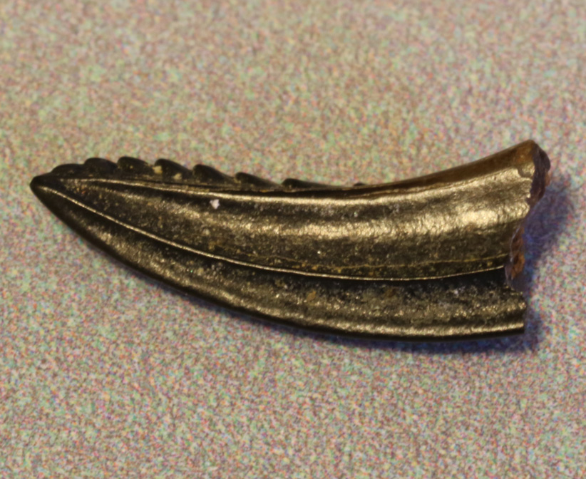 Odd Hell Creek tooth - Fossil ID - The Fossil Forum