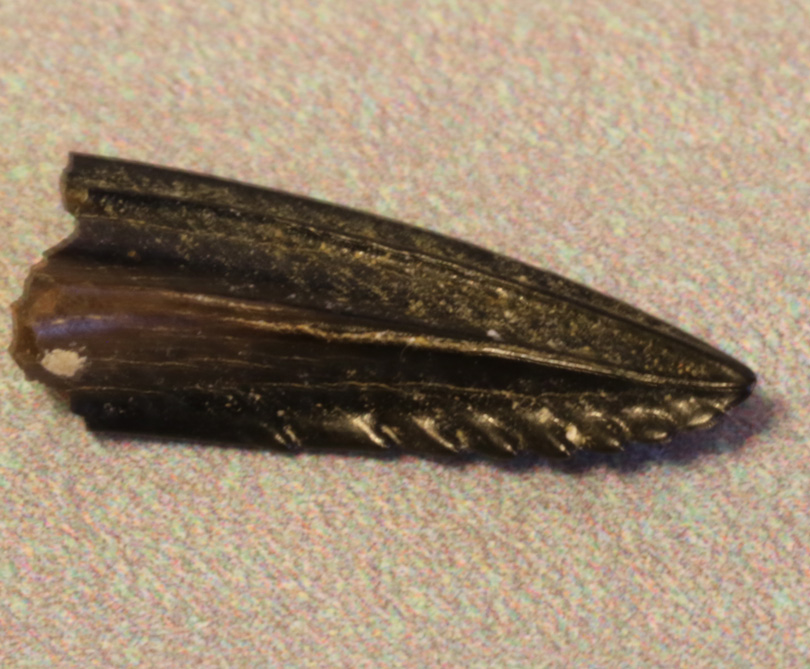 Odd Hell Creek tooth - Fossil ID - The Fossil Forum