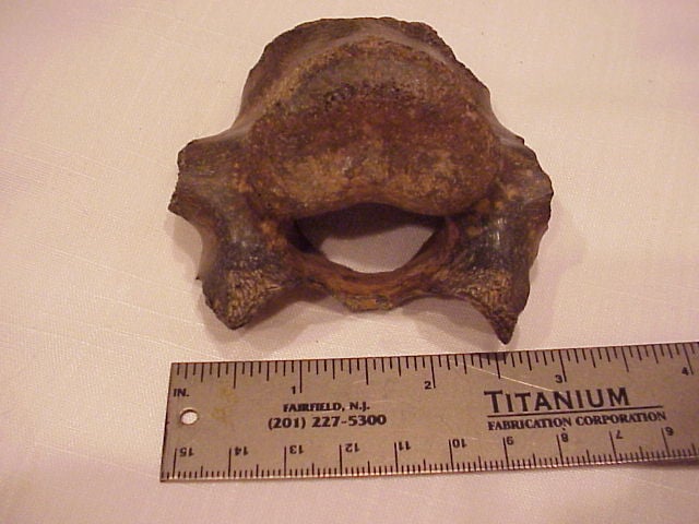 Help to identify 8 fossils - Fossil ID - The Fossil Forum