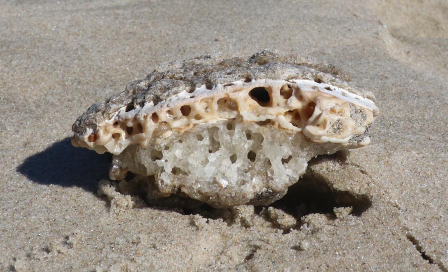 OBX: Surprise, Surprise! - Fossil Hunting Trips - The Fossil Forum