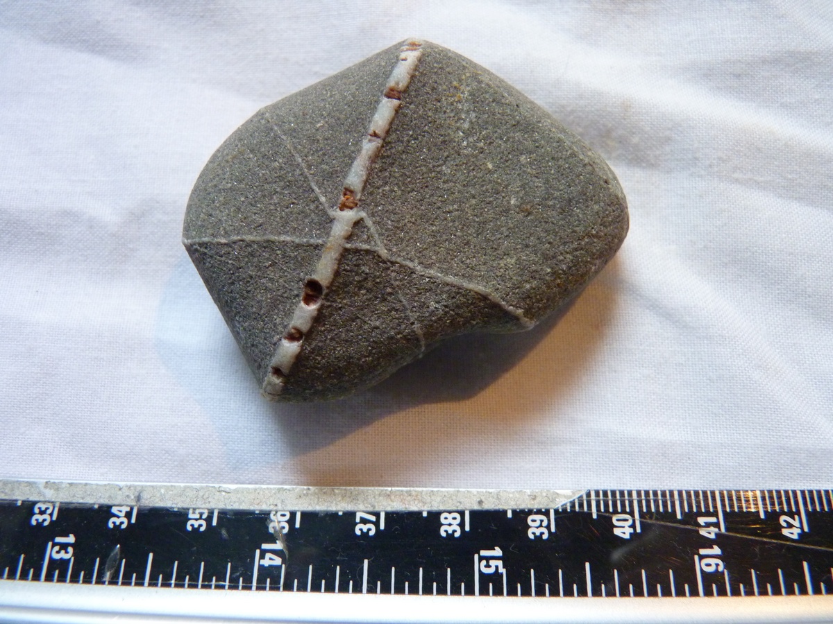 Found at Saltburn/Bridlington - ID please. - Fossil ID - The Fossil Forum