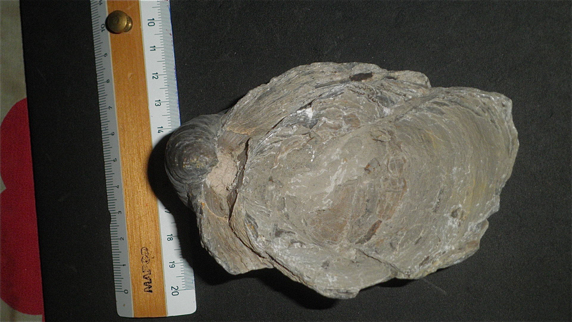 Crepidula ? Gryphea ? - Fossil ID - The Fossil Forum