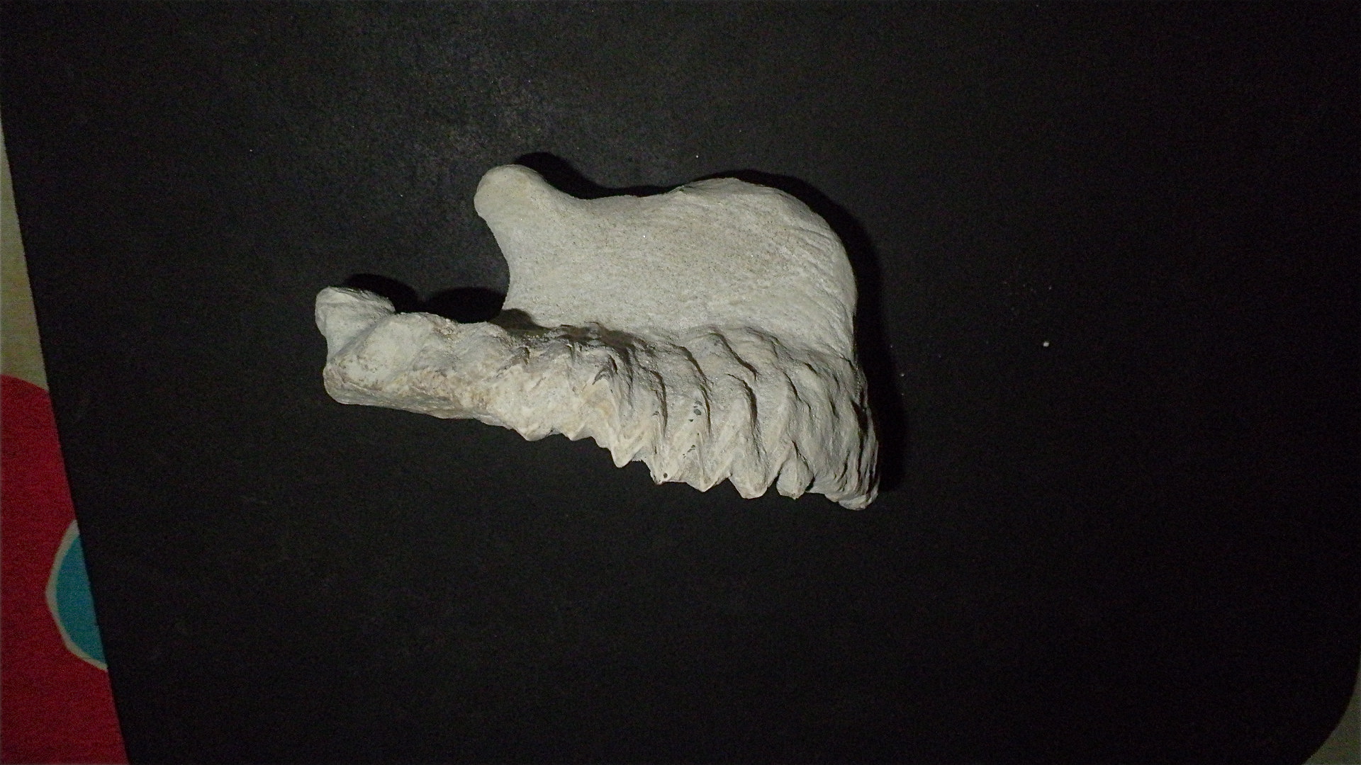 Lopha ? - Fossil ID - The Fossil Forum