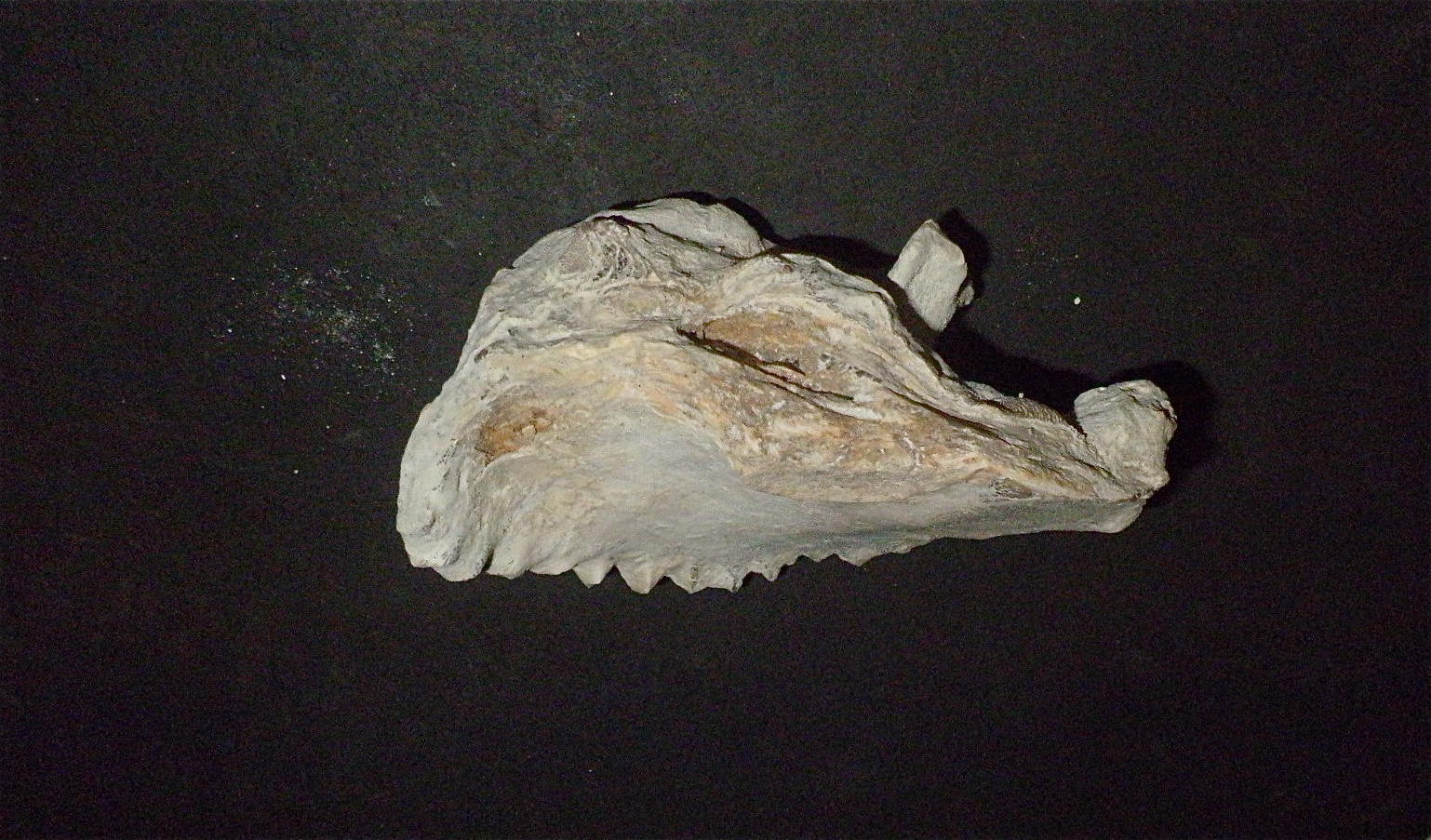 Lopha ? - Fossil ID - The Fossil Forum