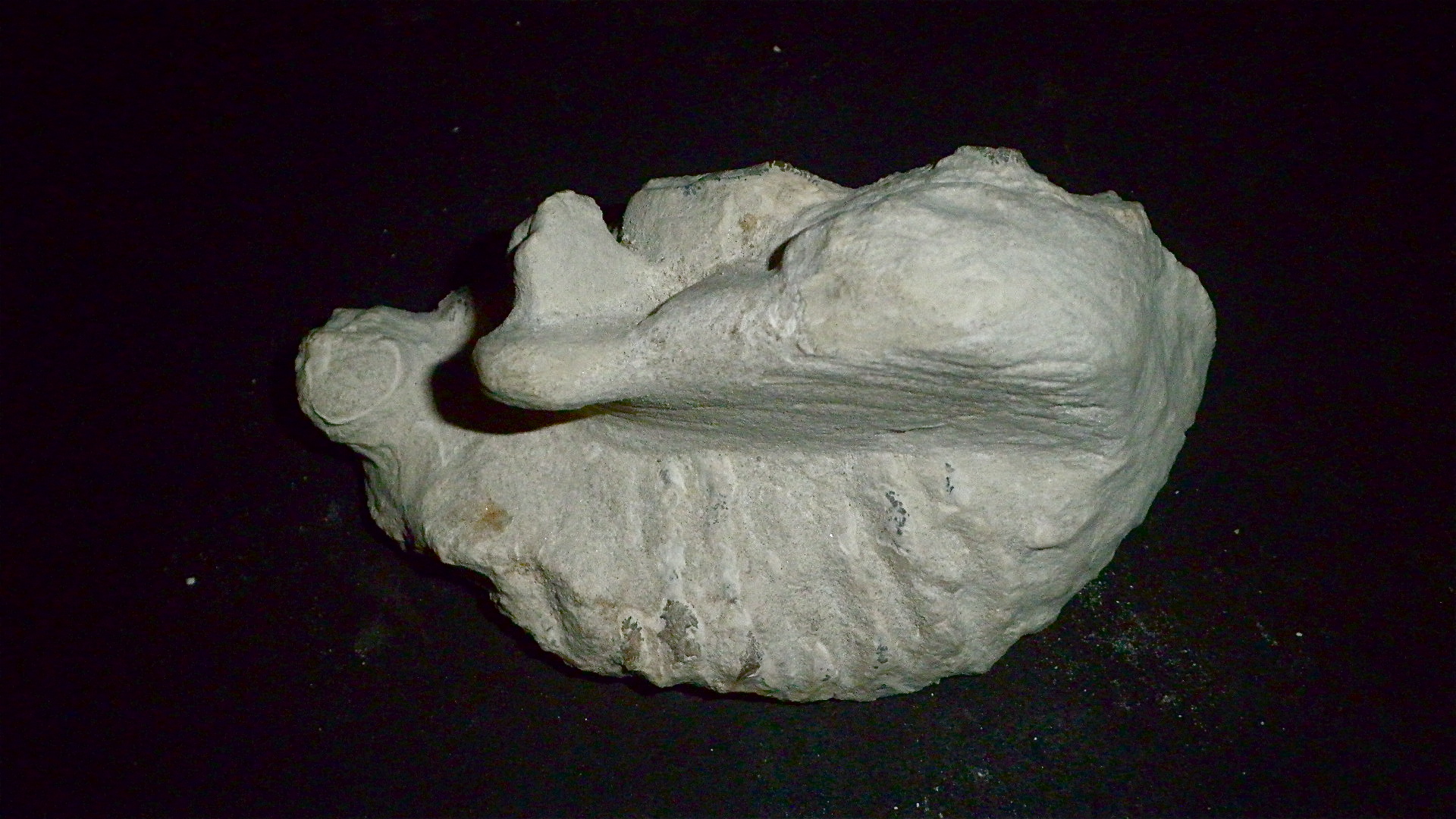 Lopha ? - Fossil ID - The Fossil Forum