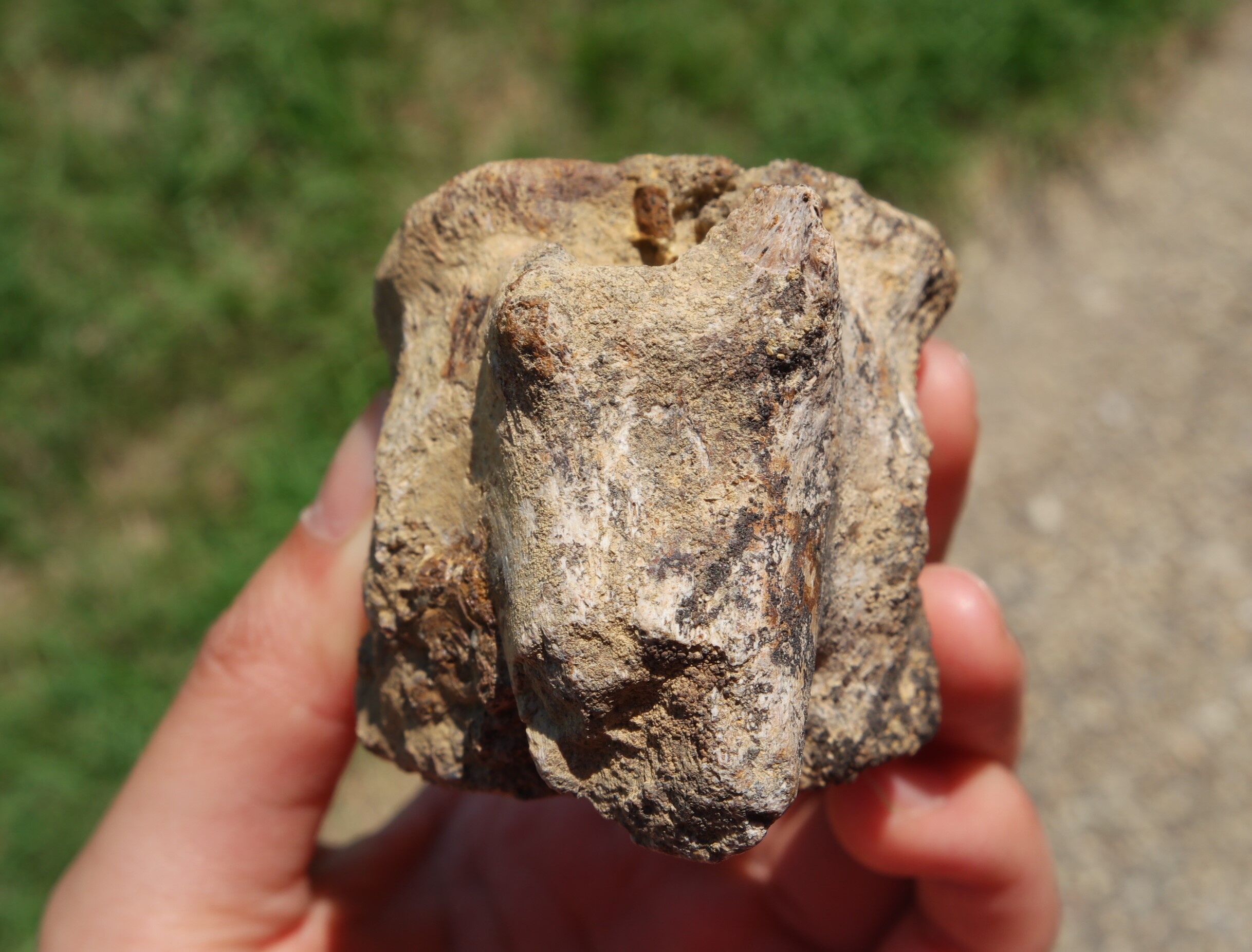 Hadrosaur Caudale vertebra from Utah, which species? - Fossil ID - The ...