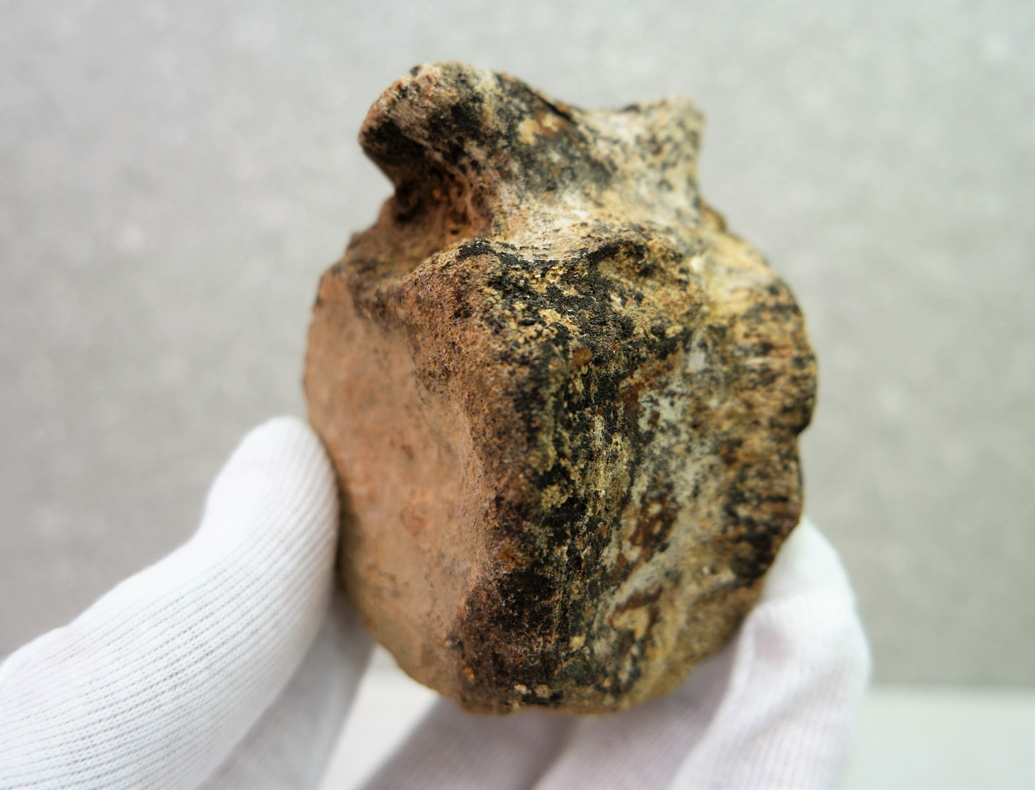 Hadrosaur Caudale vertebra from Utah, which species? - Fossil ID - The ...