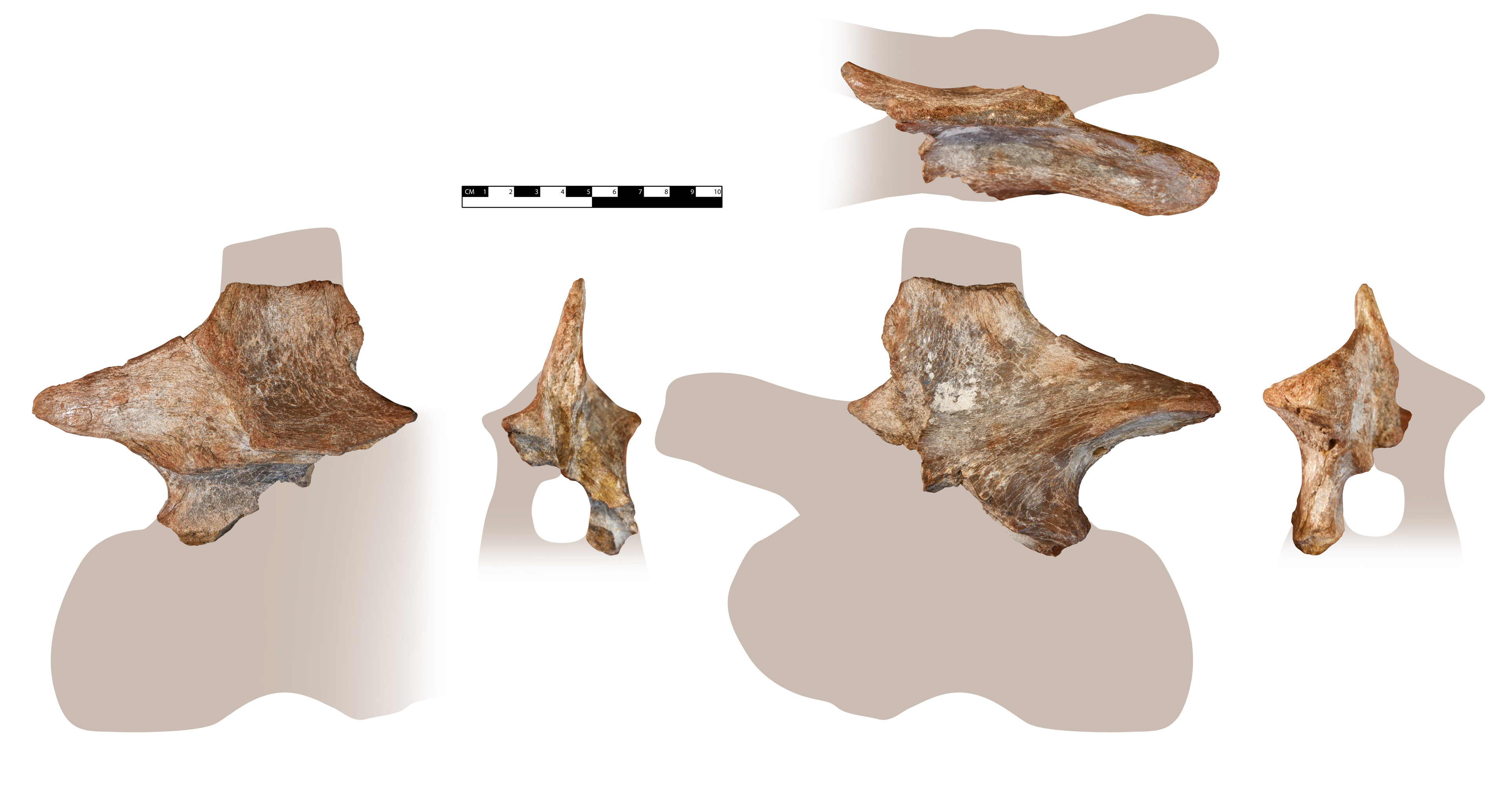 New Dino and Mosa Acquisitions - Member Collections - The Fossil Forum