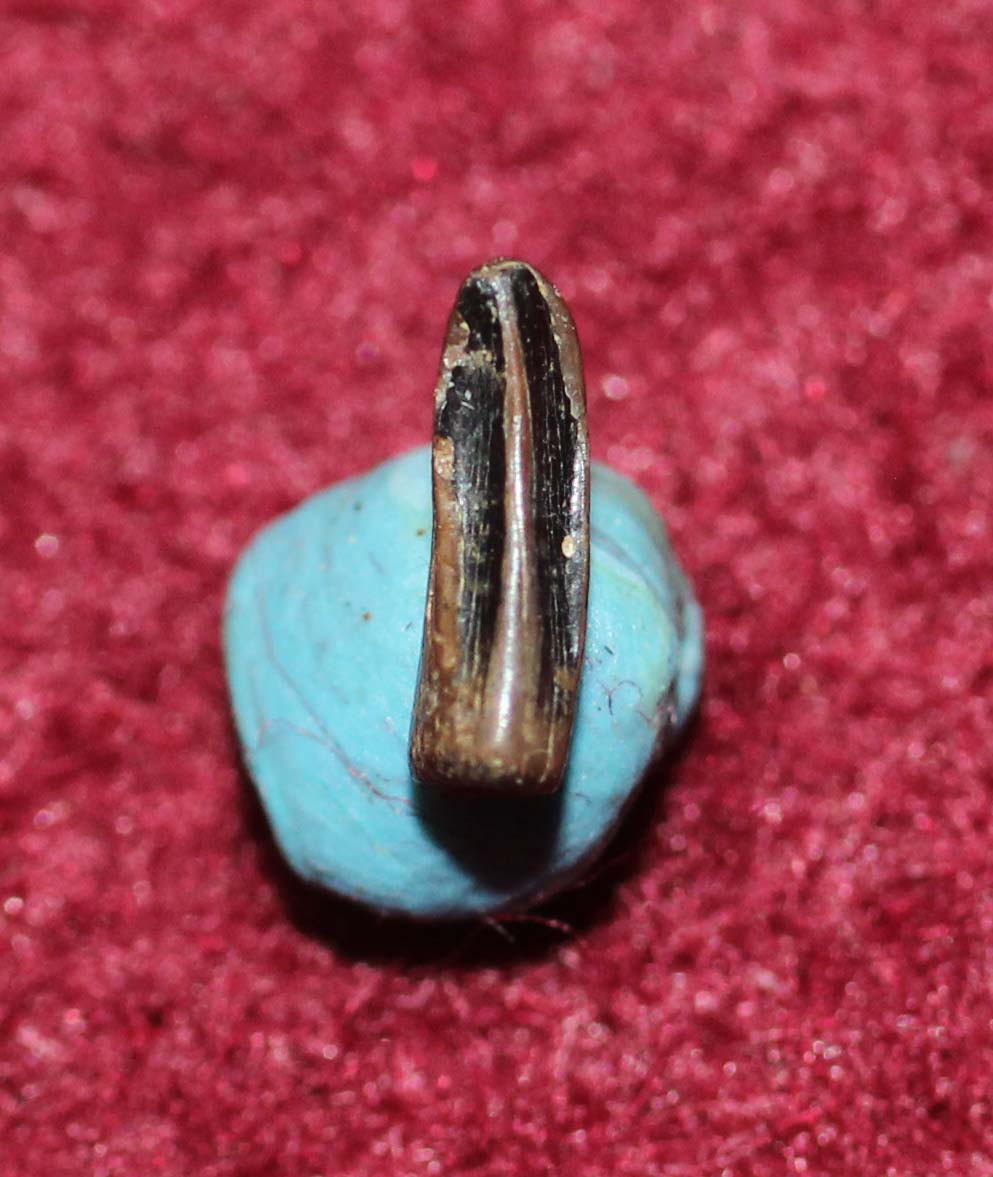 Mystery Lance Formation Tooth - Fossil ID - The Fossil Forum