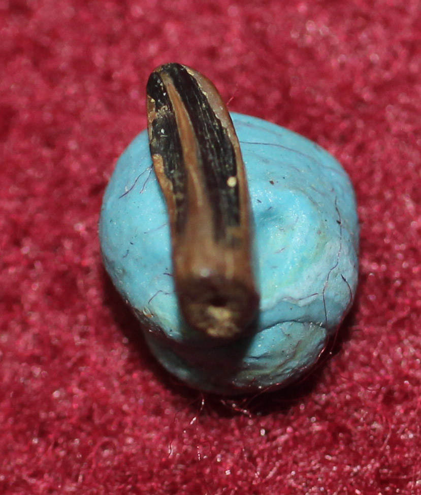 Mystery Lance Formation Tooth - Fossil ID - The Fossil Forum