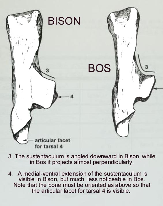 Pleistocene bones? - Fossil ID - The Fossil Forum