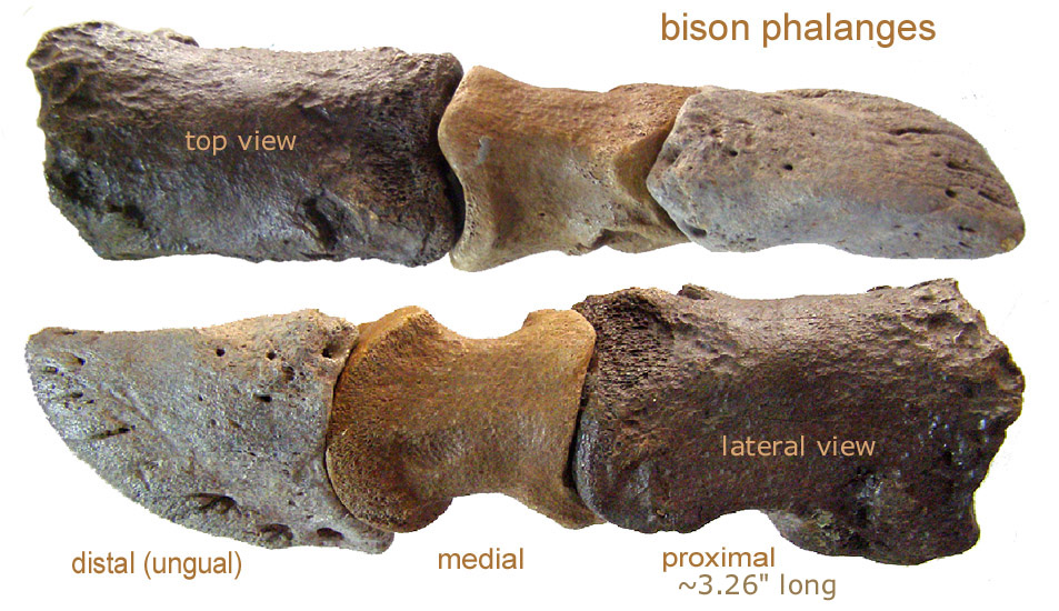 Pleistocene bones? - Fossil ID - The Fossil Forum
