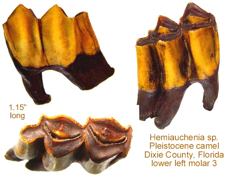 Tooth Identification - Fossil ID - The Fossil Forum