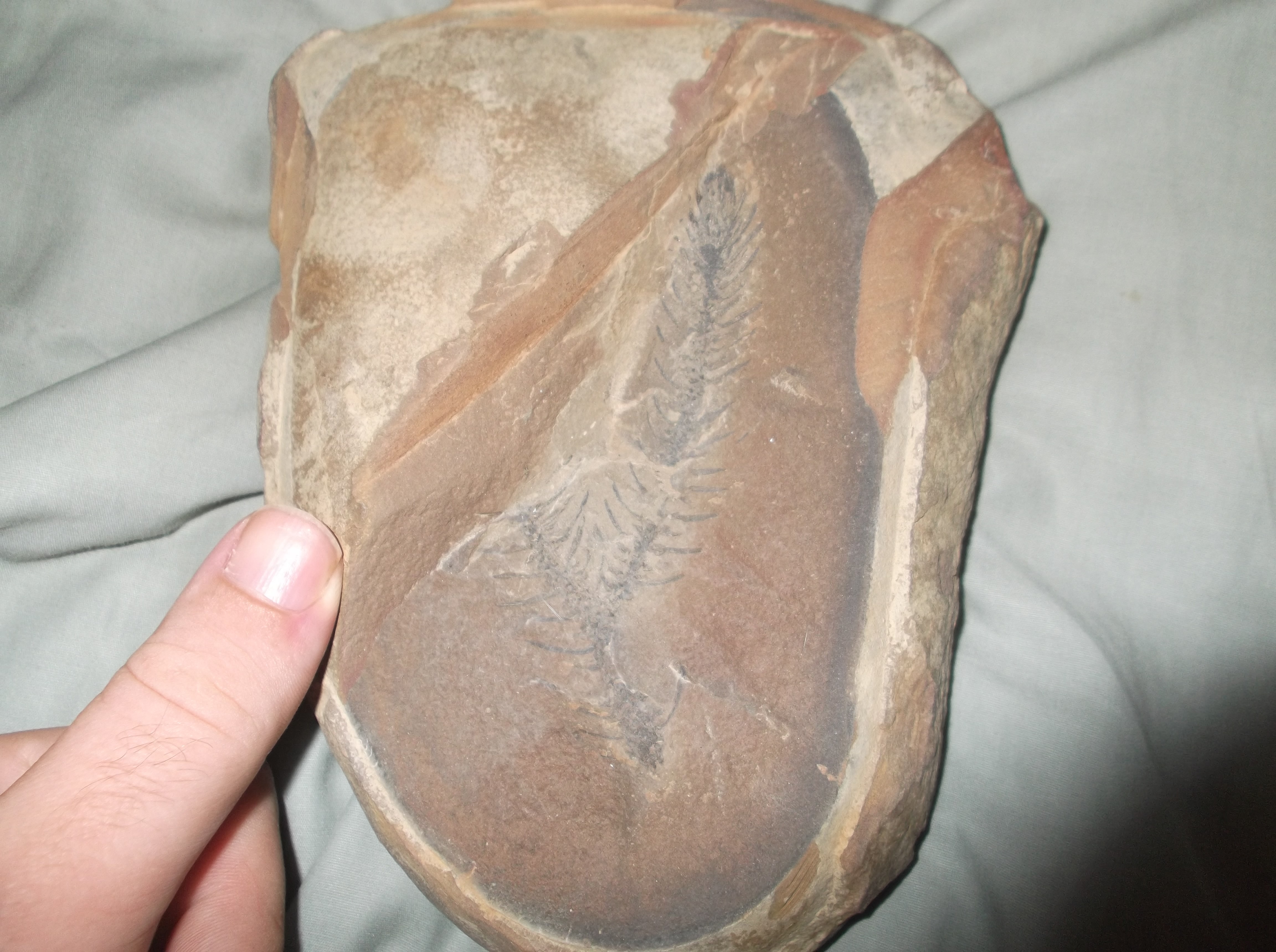 Carboniferous conifer? - Fossil ID - The Fossil Forum