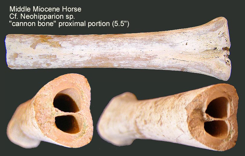 Bone ID - Fossil ID - The Fossil Forum