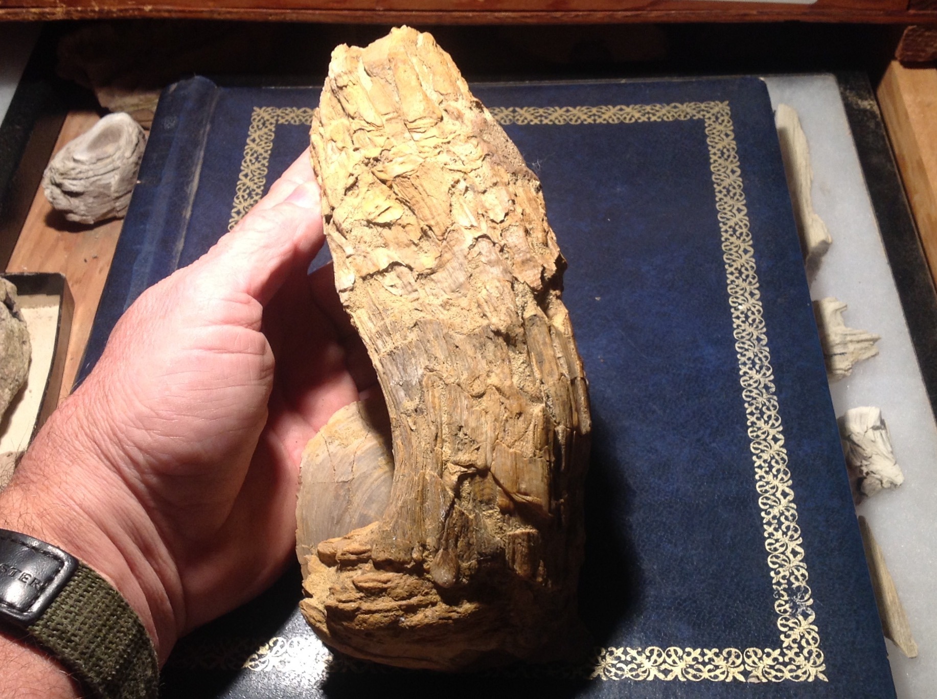 Barnacle - Crustaceans - The Fossil Forum