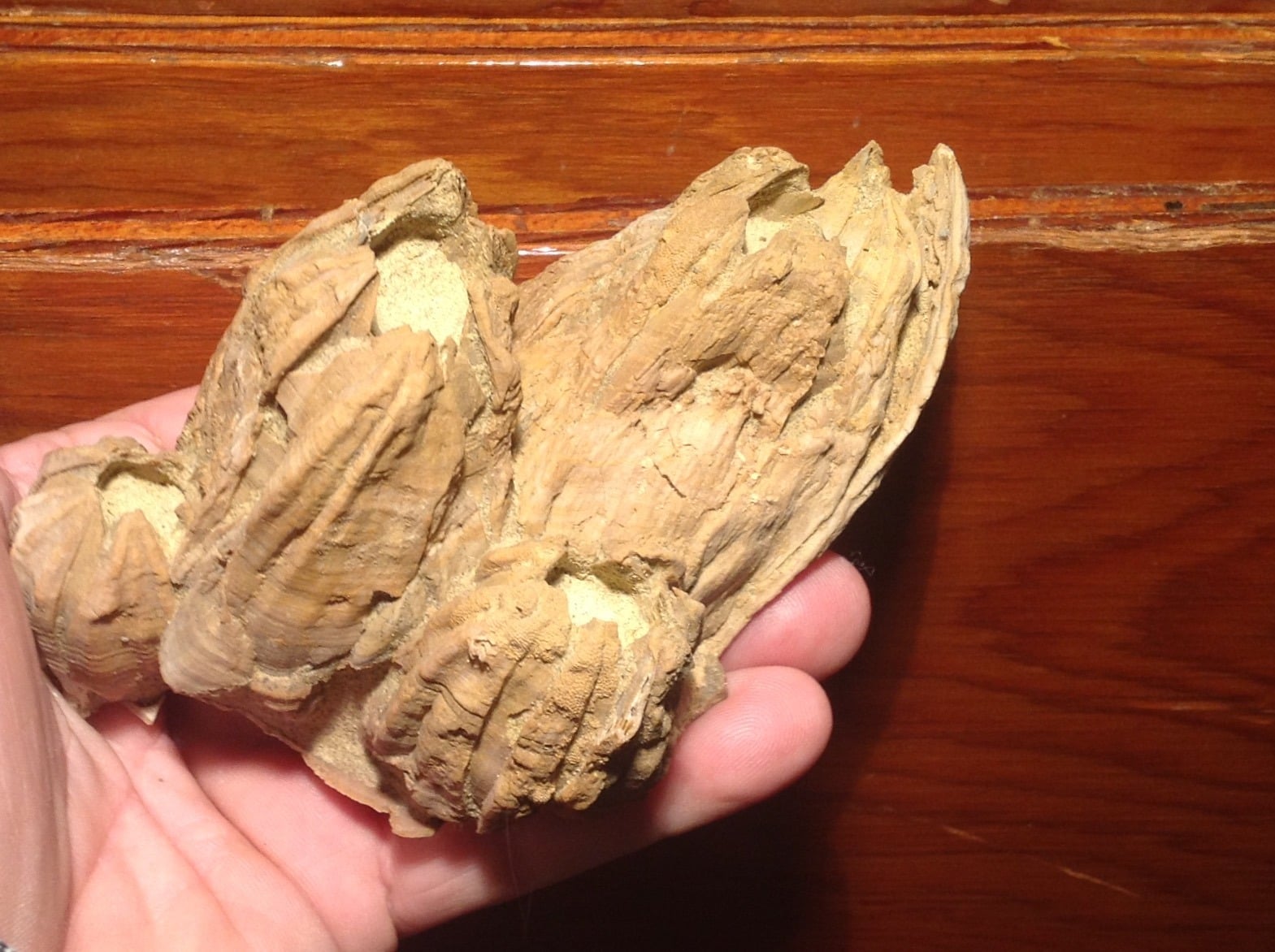 Barnacle - Crustaceans - The Fossil Forum