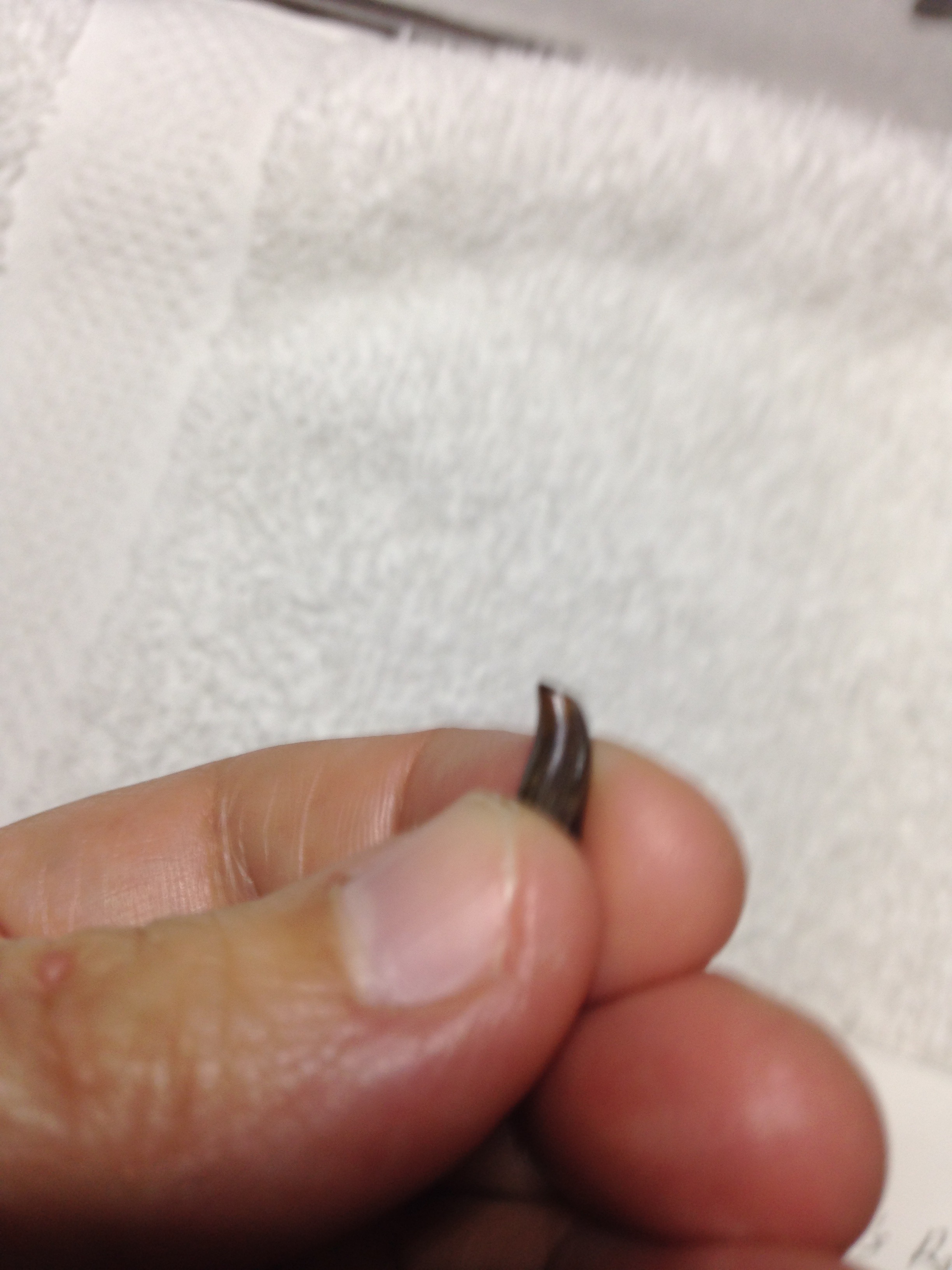 Mystery Lance Formation Tooth - Fossil ID - The Fossil Forum