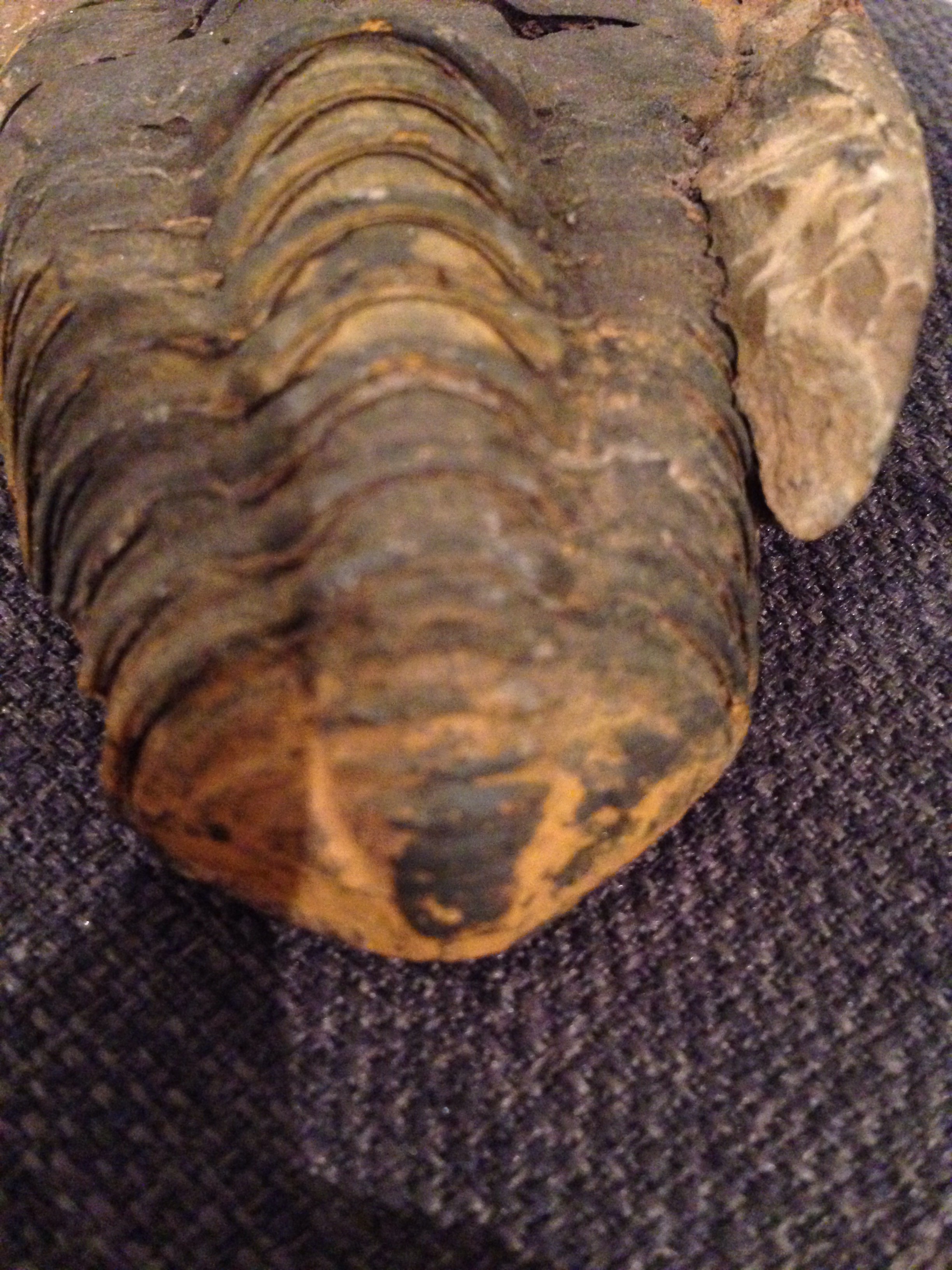 4 trilobites! - Fossil ID - The Fossil Forum