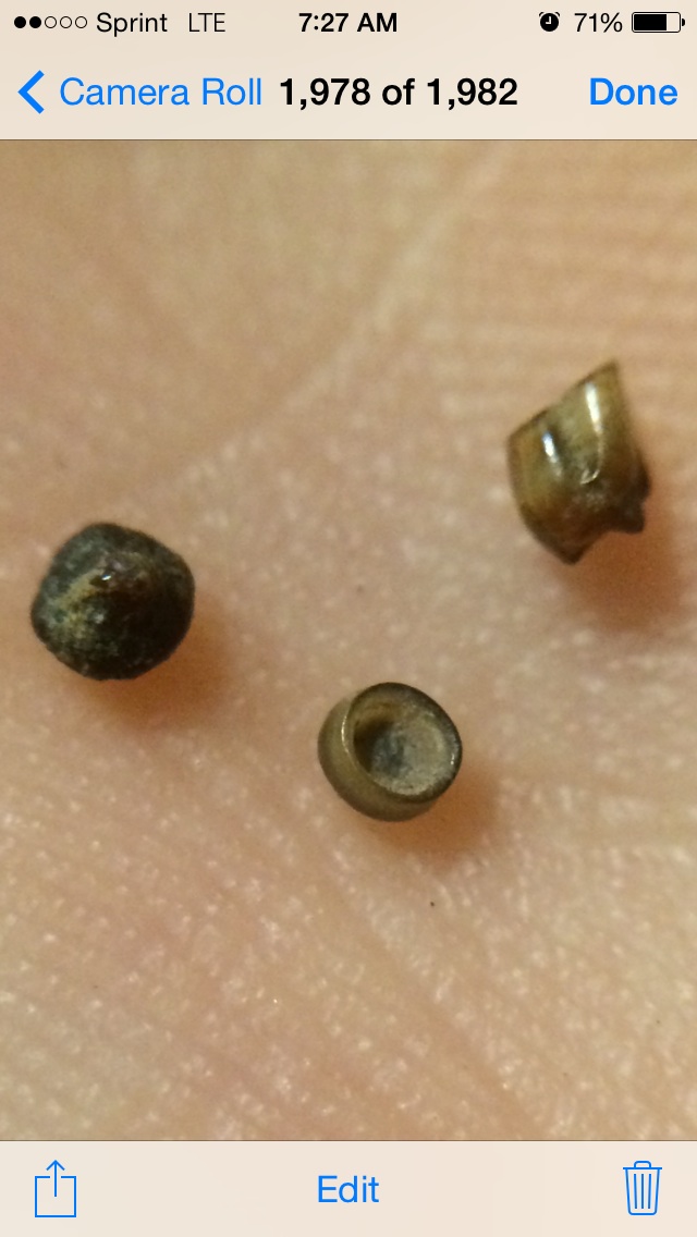 ID help on ?mammal? Teeth? - Micro-paleontology - The Fossil Forum