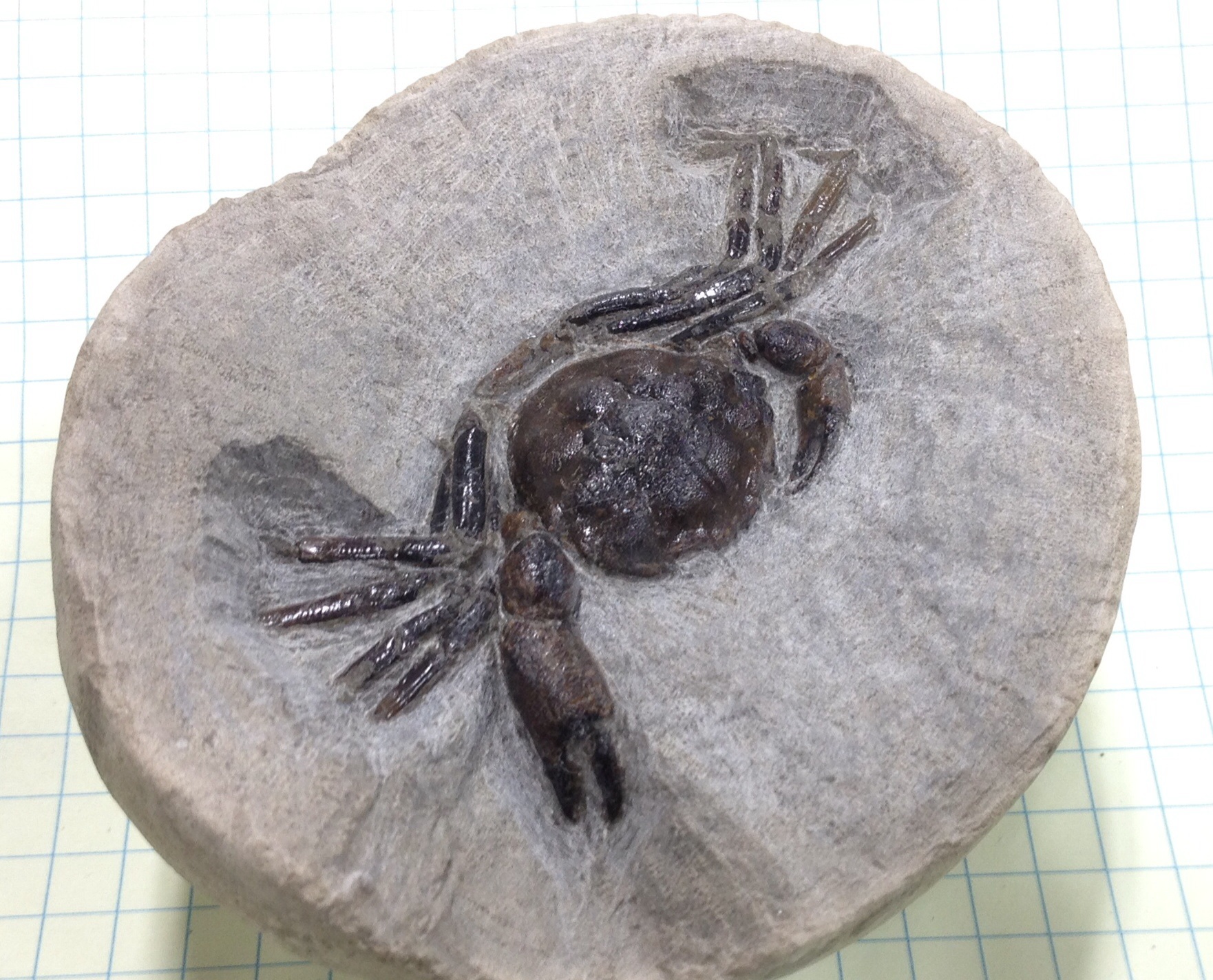 Finished up another crab - Fossil Preparation - The Fossil Forum