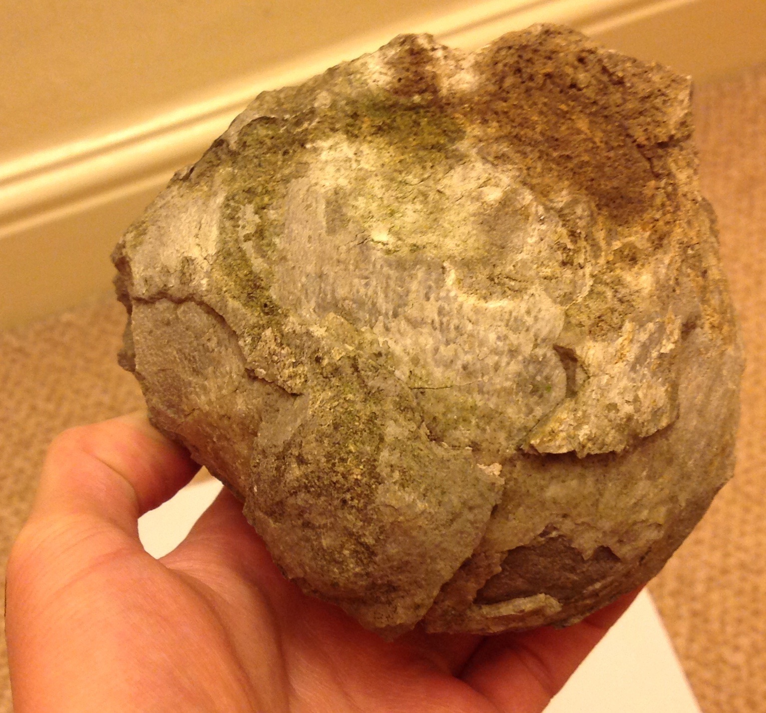 October 2016 Finds Of The Month - Fossil of the Month - The Fossil Forum