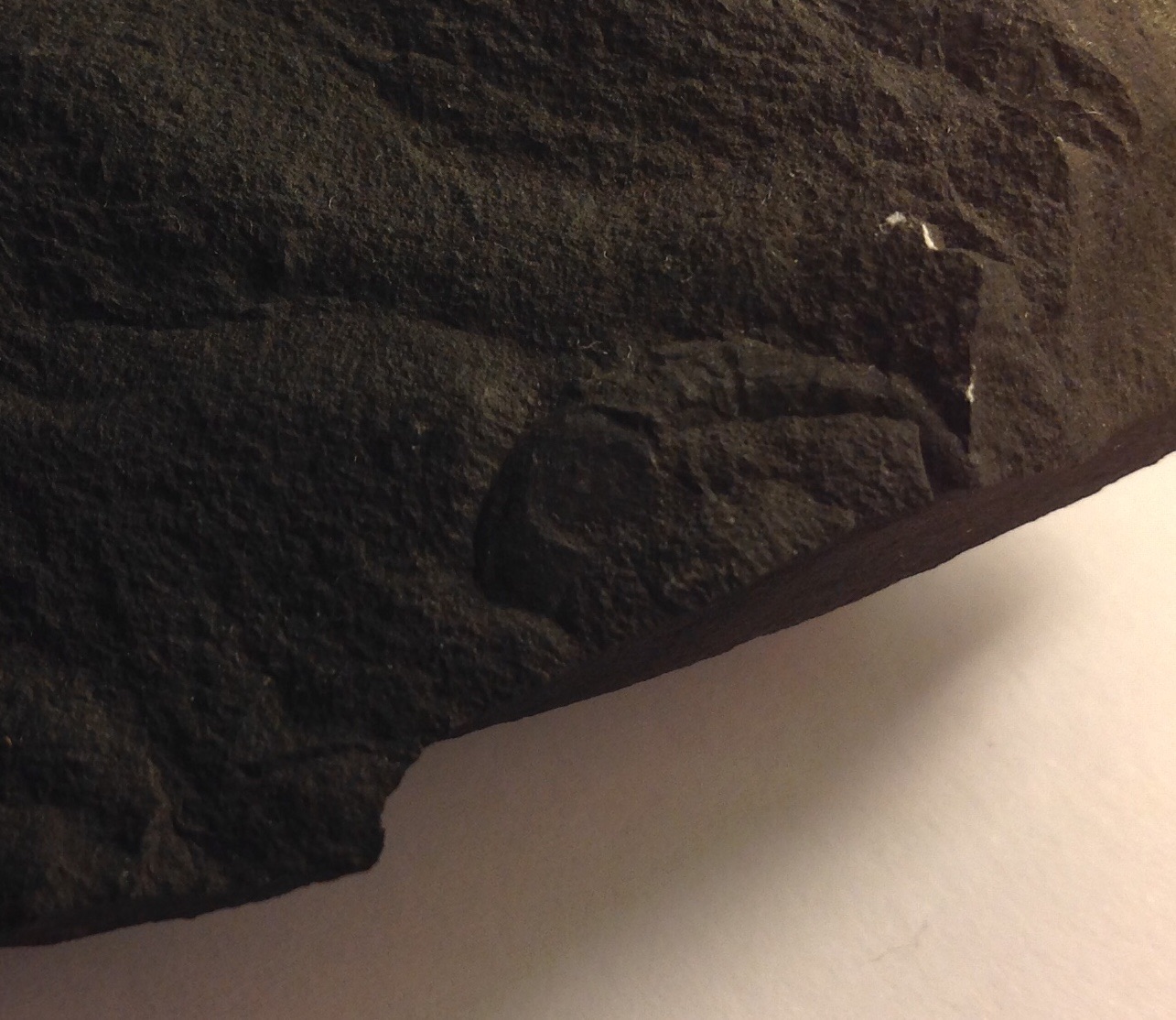 Pod Shrimp? - Fossil ID - The Fossil Forum