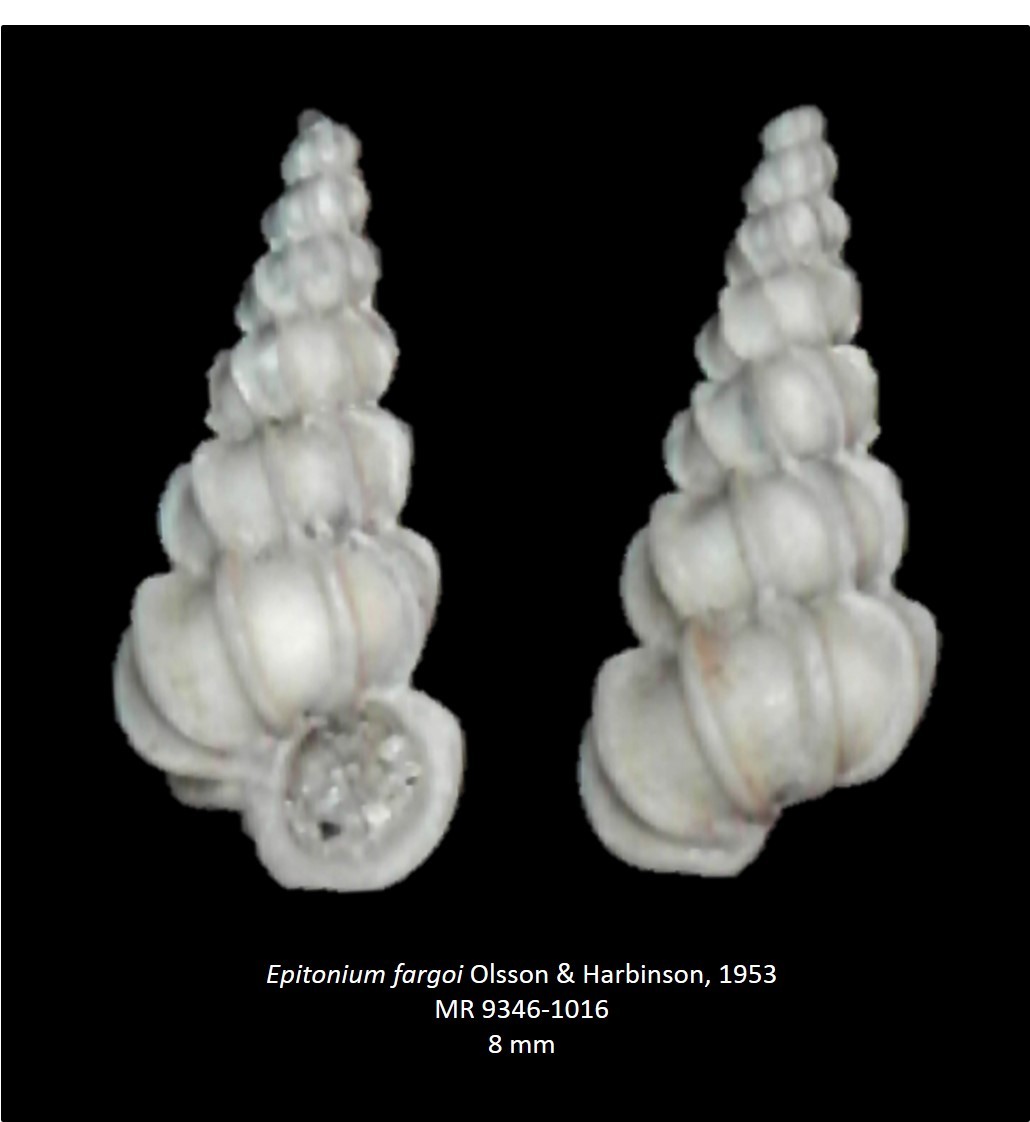 Epitonium fargoi - Gastropods - The Fossil Forum