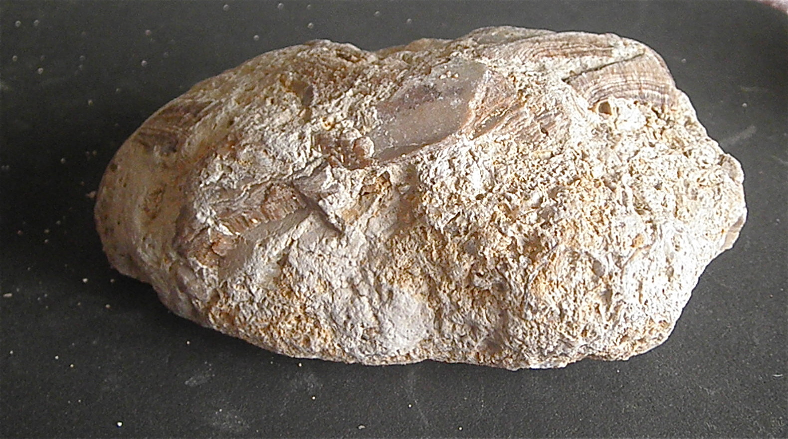 Trichites - Member Collections - The Fossil Forum