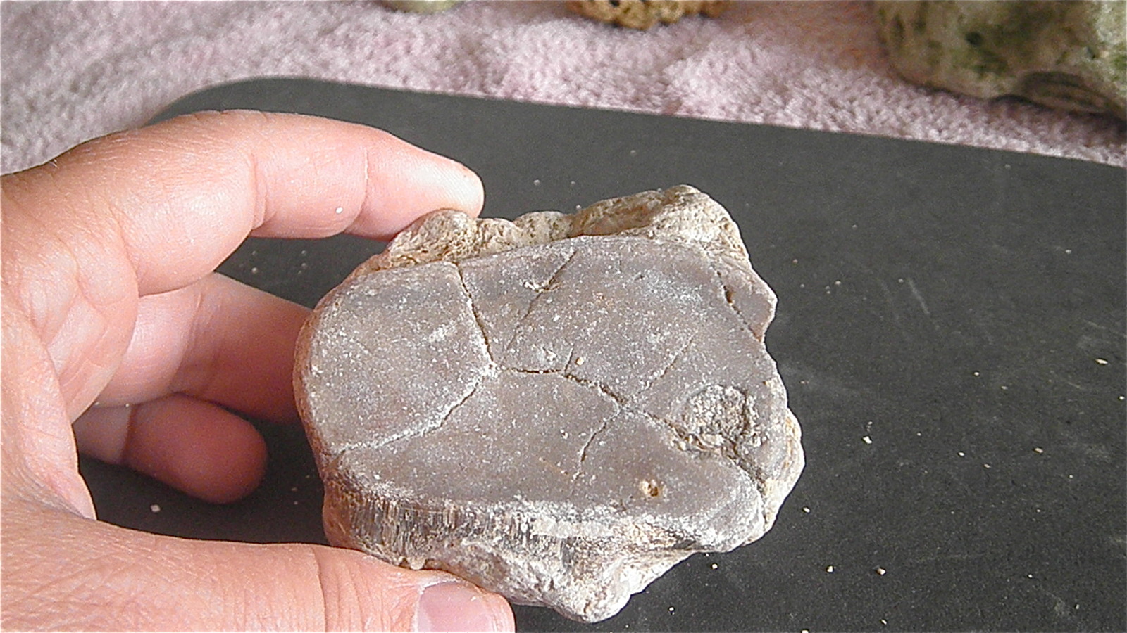 Trichites - Member Collections - The Fossil Forum