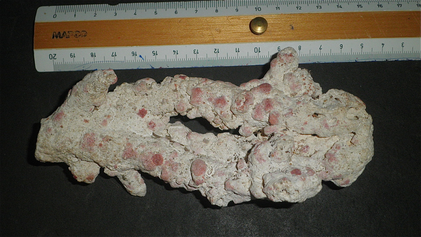 Coralina algae + Homotrema rubrum - Member Collections - The Fossil Forum