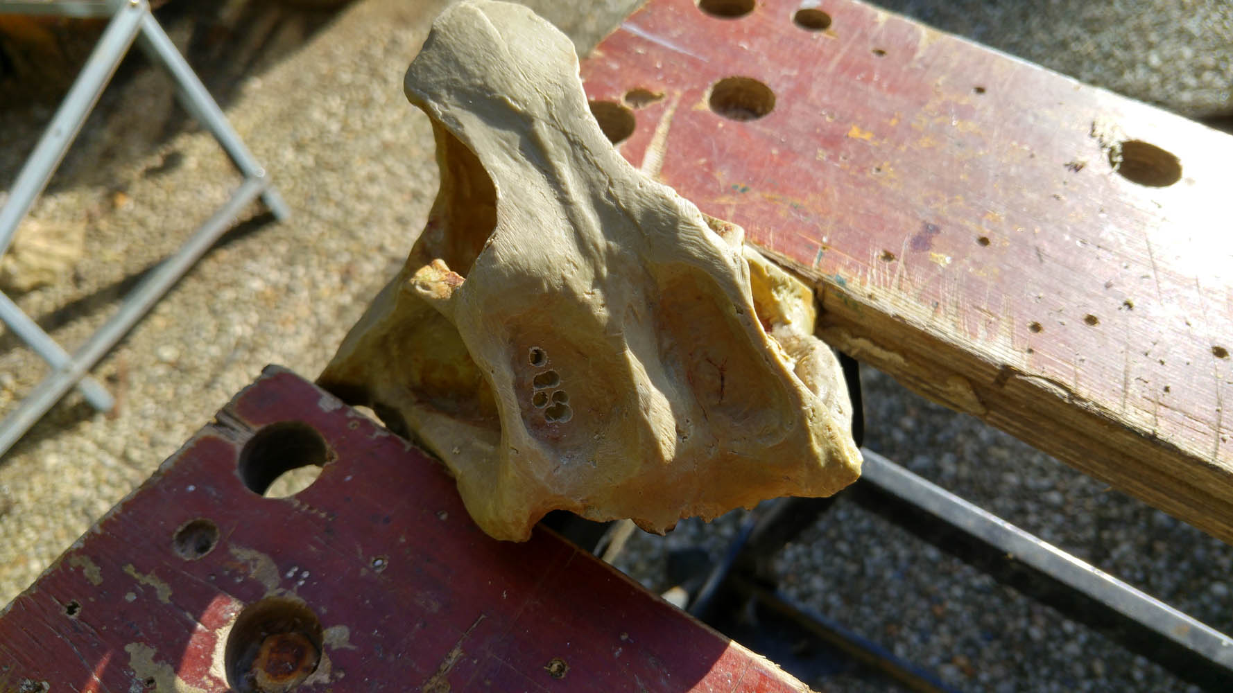 Mounting a Psittacosaurus Replica - Paleo Re-creations - The Fossil Forum