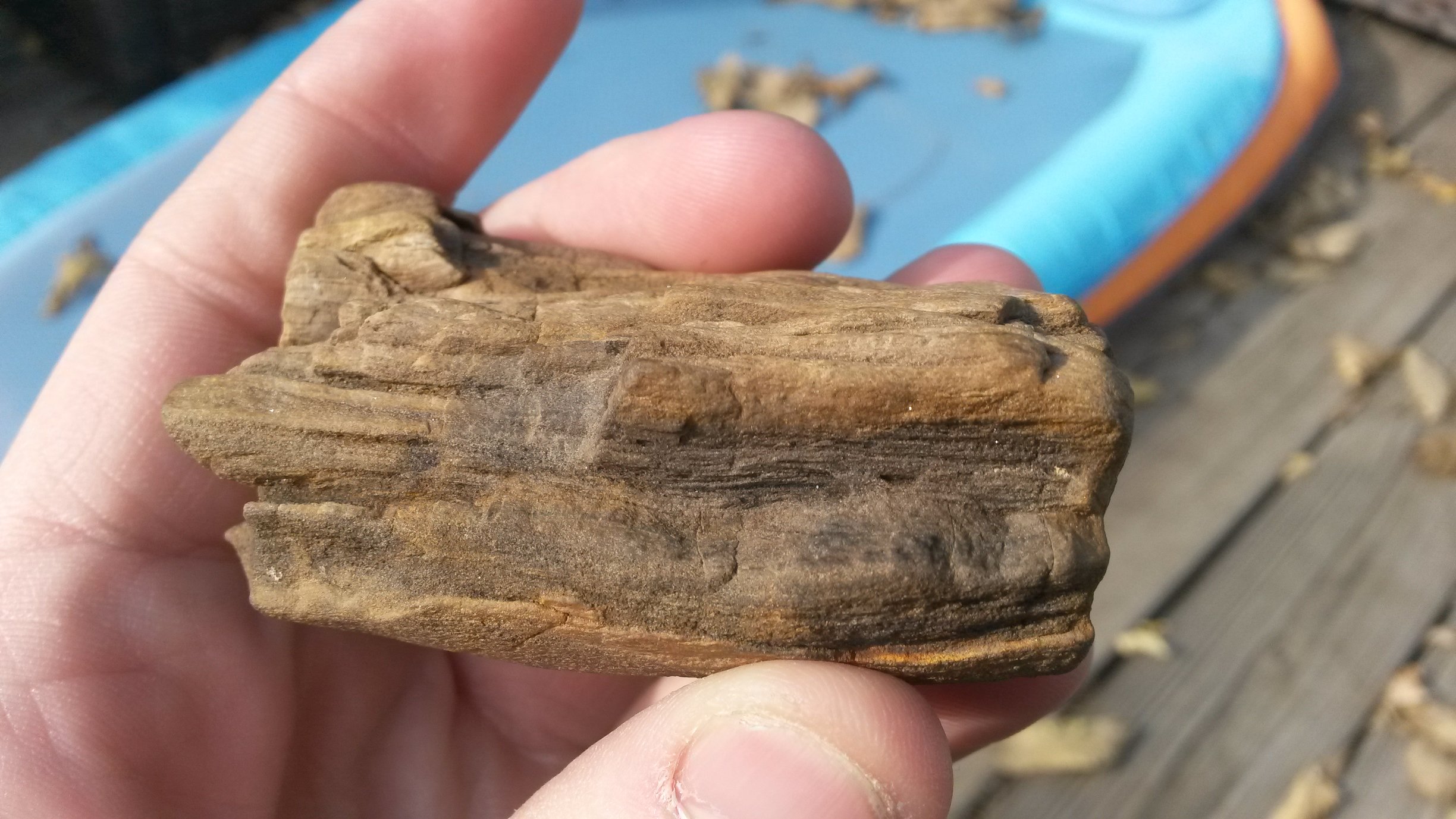 (Spooky) Mattoon Formation Wood - Fossil ID - The Fossil Forum