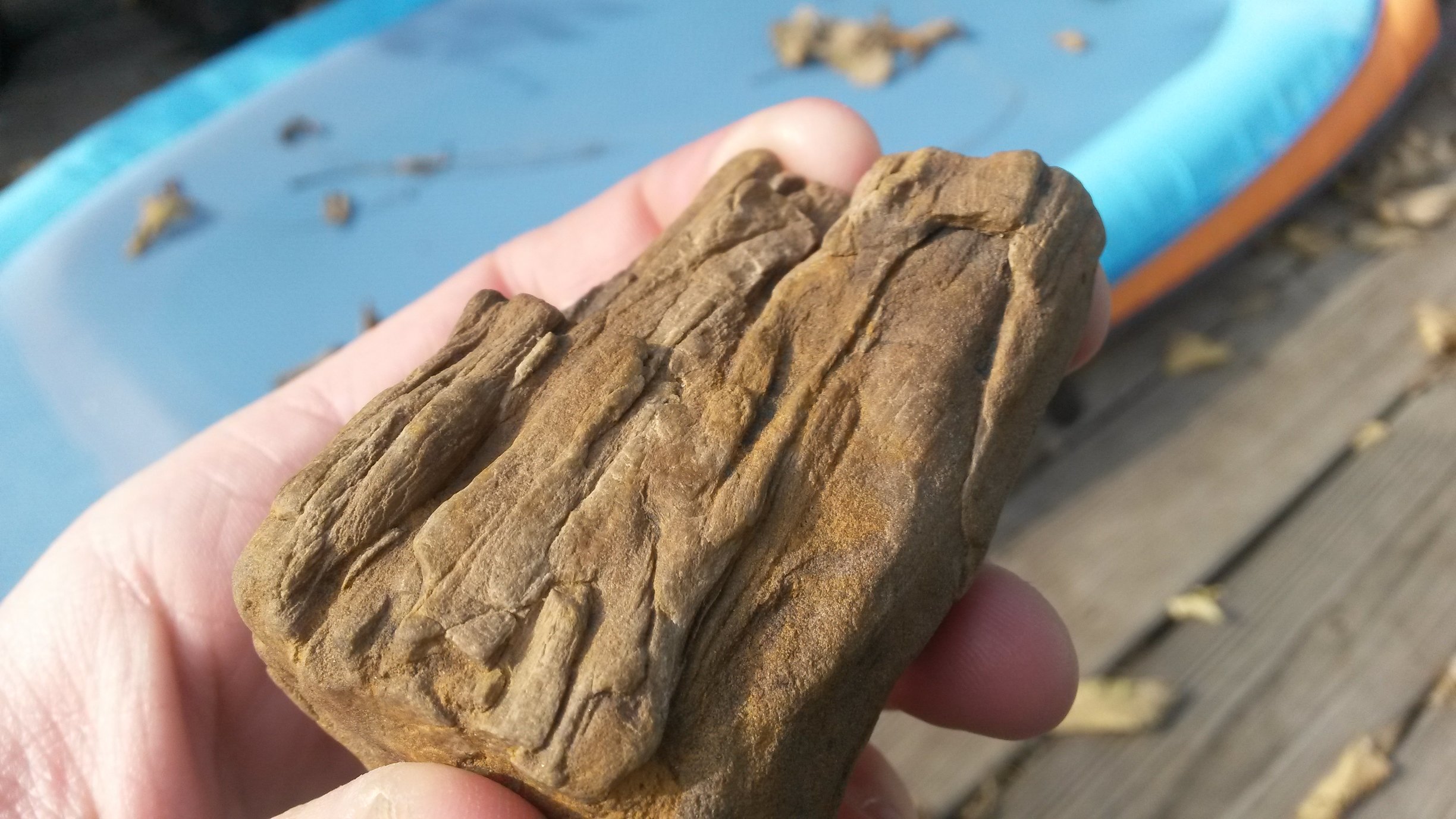 (Spooky) Mattoon Formation Wood - Fossil ID - The Fossil Forum