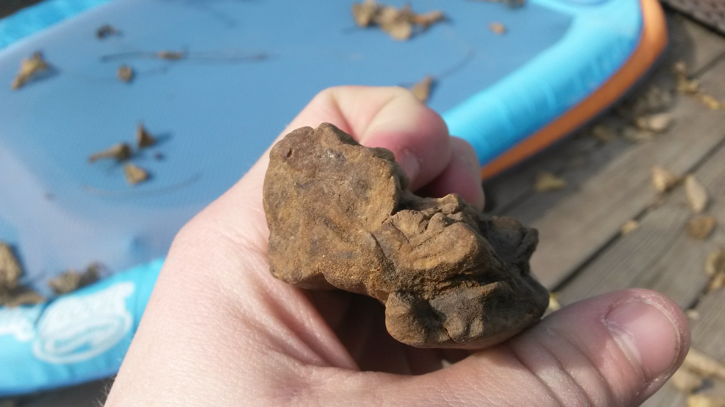 (Spooky) Mattoon Formation Wood - Fossil ID - The Fossil Forum