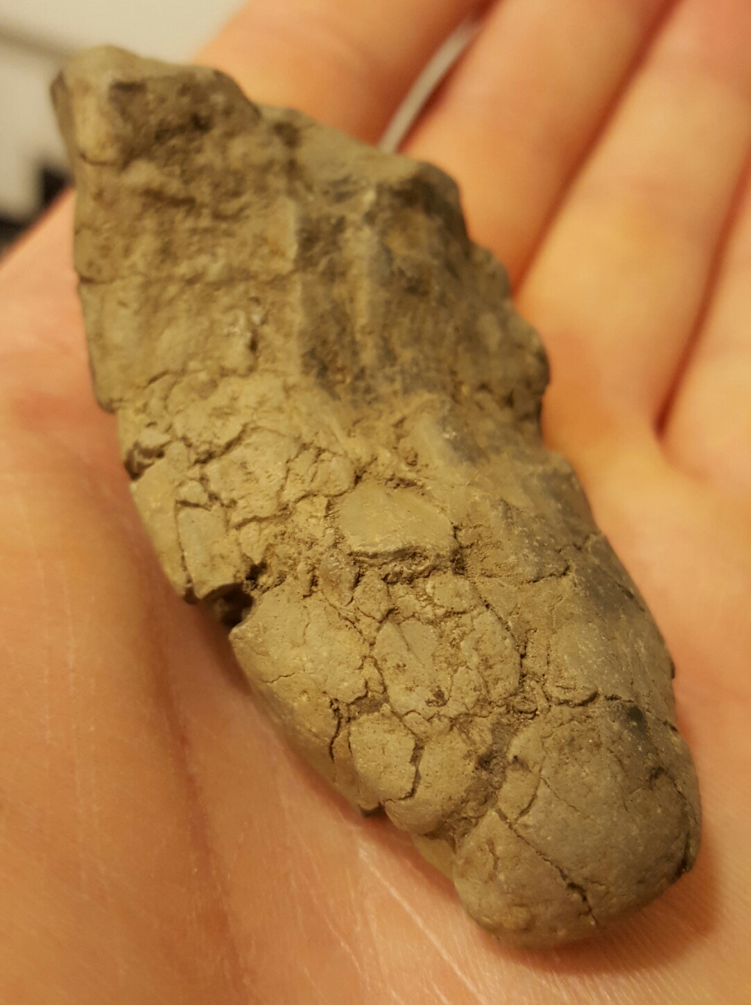 Interesting Mudstone - Rocks & Minerals - The Fossil Forum