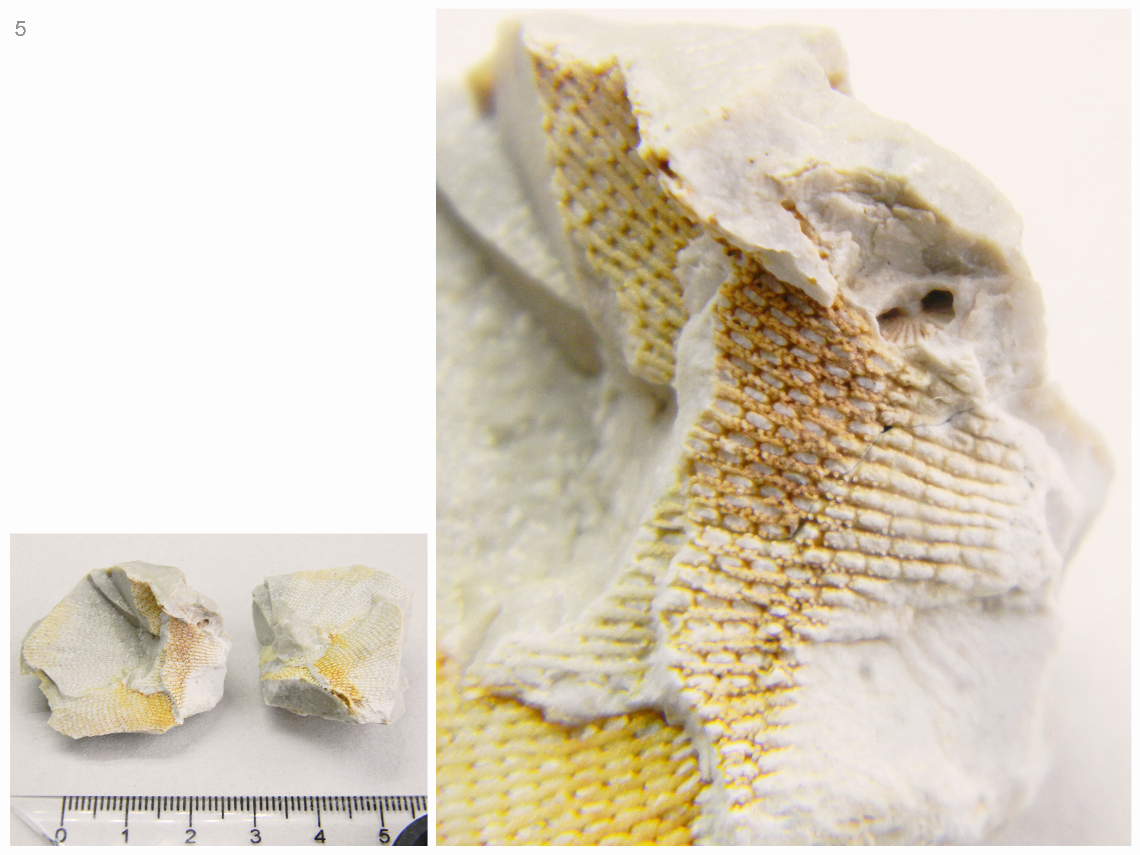 Help ID - Fossil ID - The Fossil Forum
