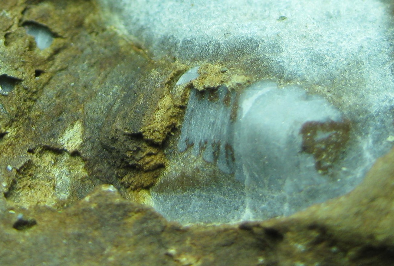 Stalked Echinoderm - Fossil ID - The Fossil Forum