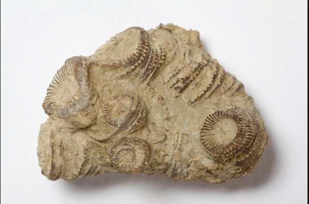 please help with ID - Fossil ID - The Fossil Forum