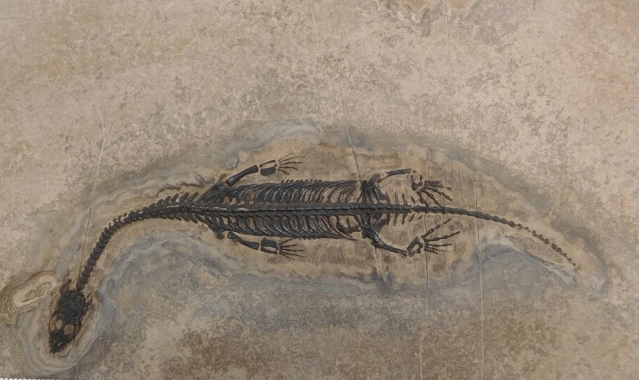 Keichousaurus Collection - Member Collections - The Fossil Forum