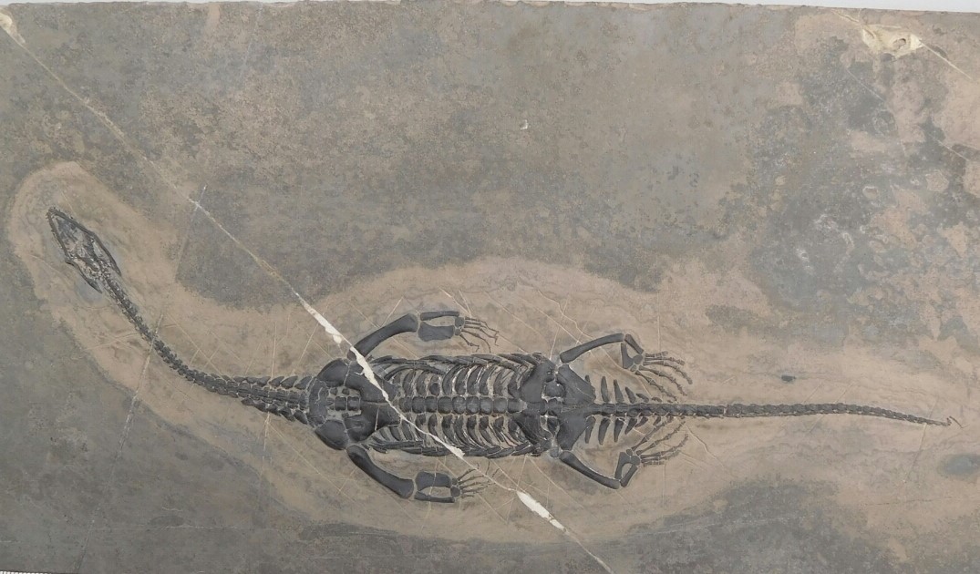 Keichousaurus Collection - Member Collections - The Fossil Forum