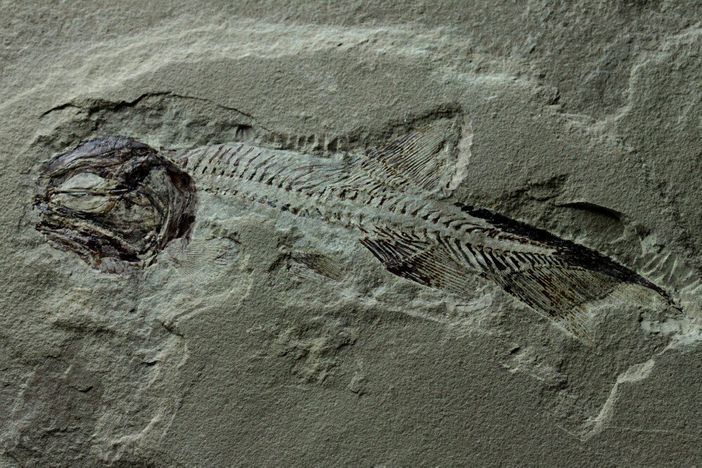 Phanerosteon phonax Traquair, 1881 - Fishes - The Fossil Forum