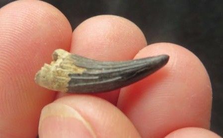pterosaur tooth ? - Fossil ID - The Fossil Forum