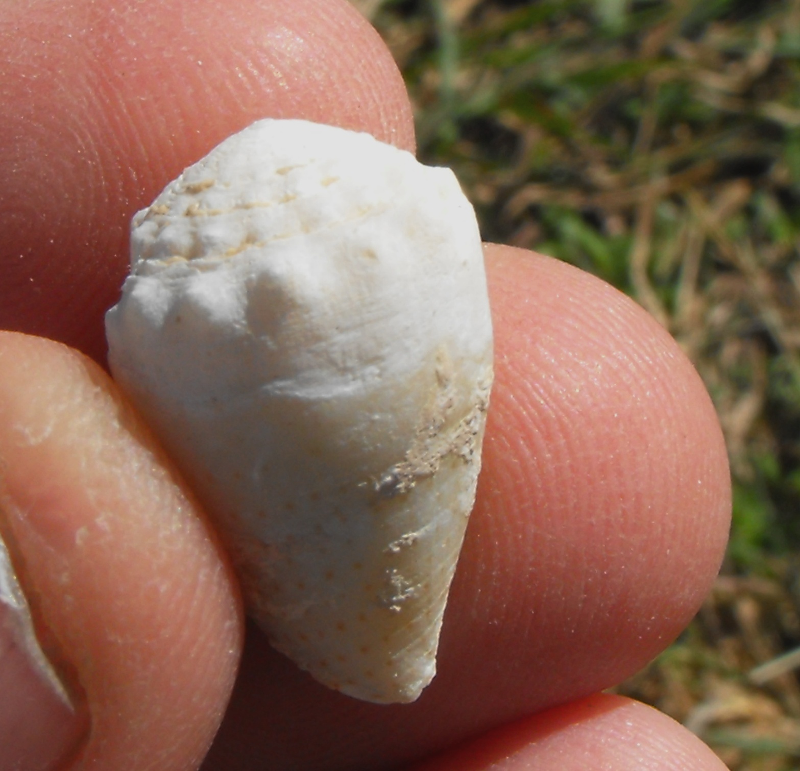 Fossicking Oahu - Fossil Hunting Trips - The Fossil Forum