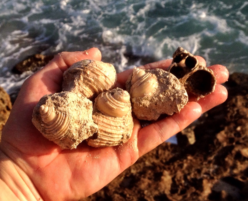 Fossicking Oahu - Fossil Hunting Trips - The Fossil Forum
