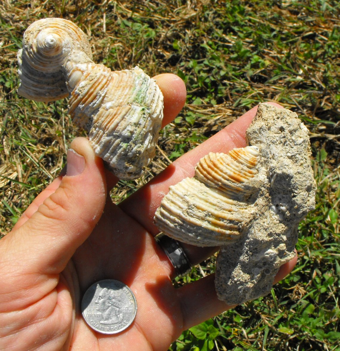 Fossicking Oahu - Fossil Hunting Trips - The Fossil Forum