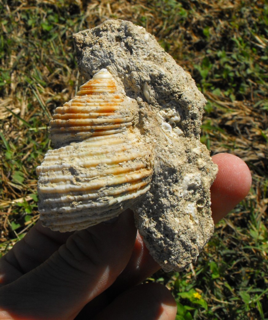 Fossicking Oahu - Fossil Hunting Trips - The Fossil Forum