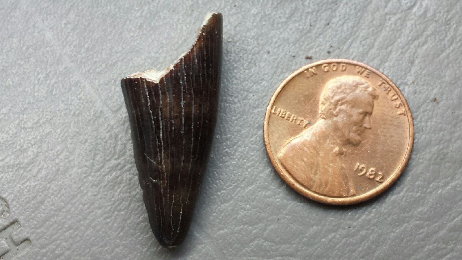 Croc tooth questions - Fossil ID - The Fossil Forum