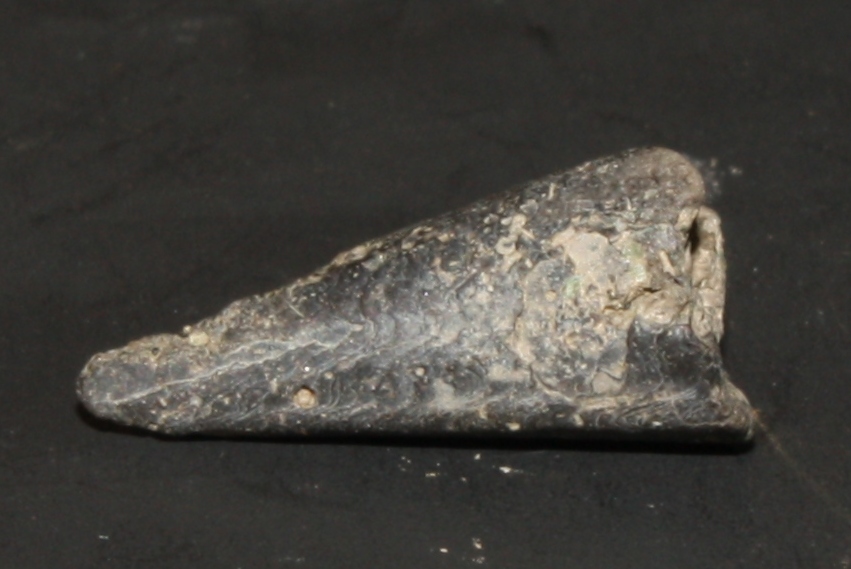 Help Needed for ID - Fossil ID - The Fossil Forum